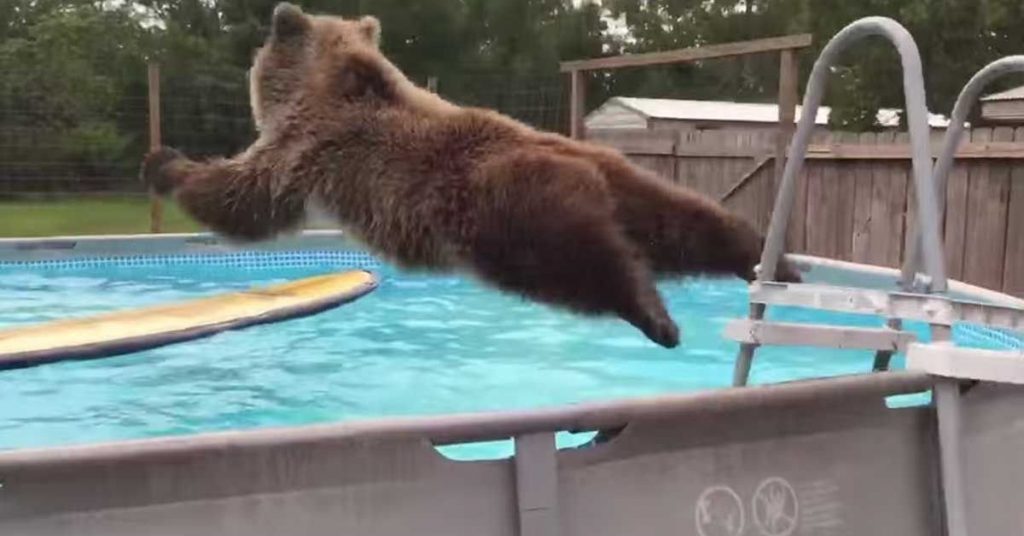 Grizzly Bear Belly Flops Into Pool, Then Turned For The Camera
