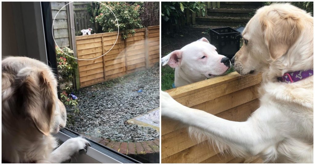 Two Dogs Develop Fairy Tale Romance, Won’t Let Fence Get In Their Way