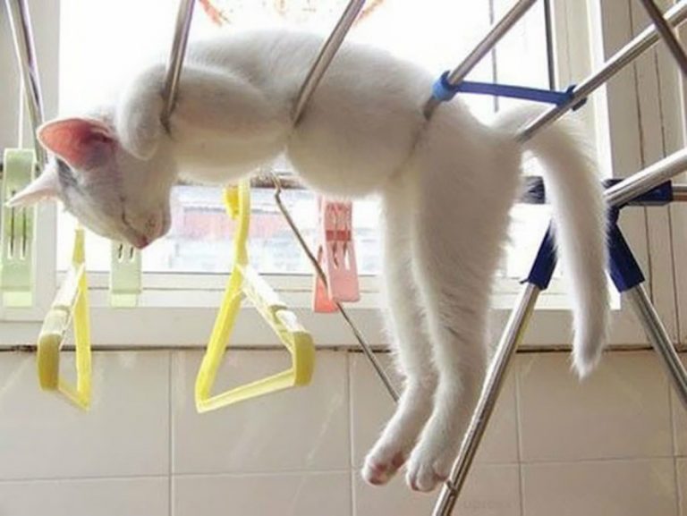 Crazy Cat Naps: Hilarious Photos That Prove Cats Can Sleep Anywhere
