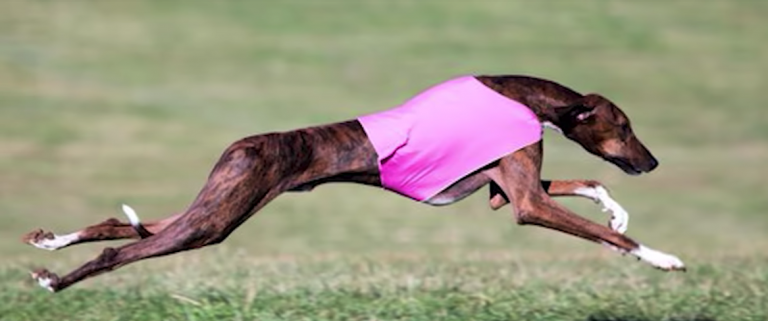 10 Expensive Dogs Only Rich People Can Afford