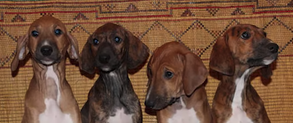 10 Expensive Dogs Only Rich People Can Afford