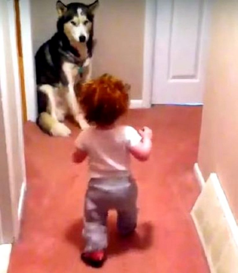 Baby Scared Of Vacuum Runs To Dog For Protection