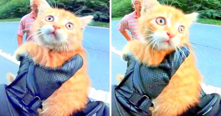 Quick-Thinking Motorcyclist Saves Tiny Kitten From Getting Run Over On ...