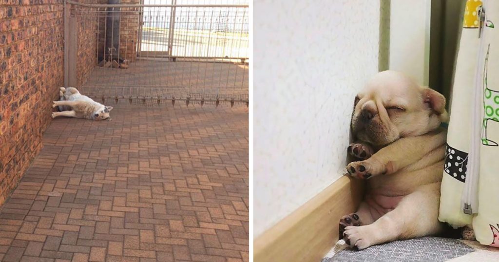 20 Dogs Sleeping In Awkward Positions