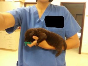Owner Was Set On Putting Newborn Puppy Down But Vet Tech Wouldn’t Allow It