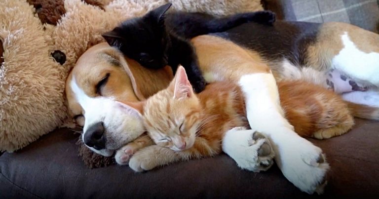 Beagle Gets Her Very Own Kittens & Immediately Becomes The Best ‘Mother’