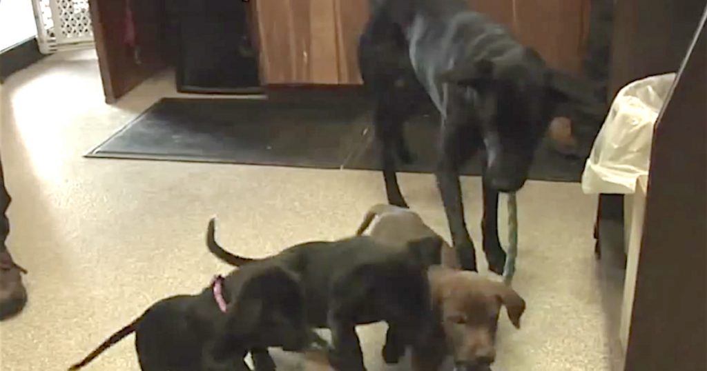 Puppies Who Were Tossed Over A Bridge Get To See Their Mama Again