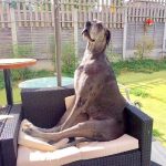 Meet Freddy: He’s Over 7-Feet Tall And Is The Biggest Dog In The World