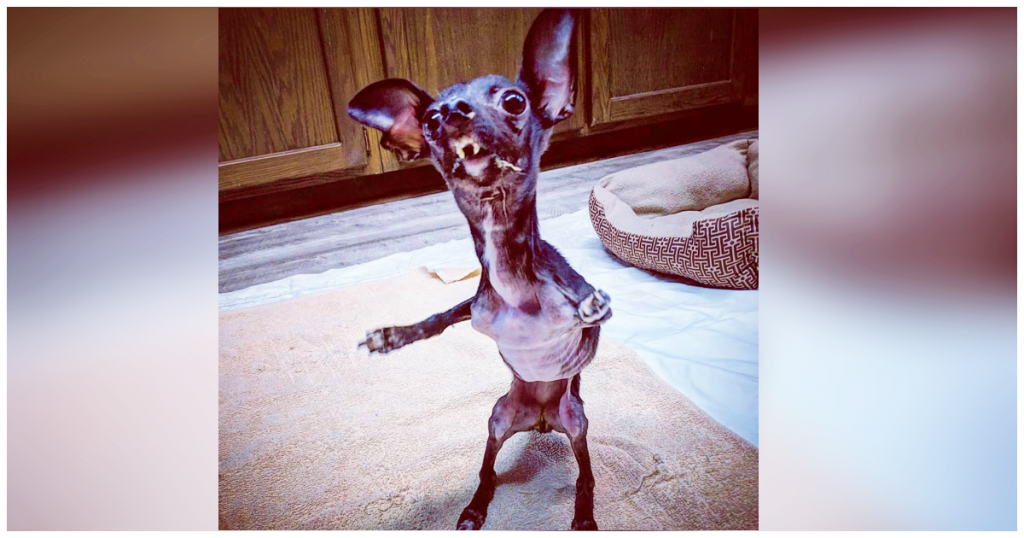 Dog Rescuer Couldn’t Stop Crying After She Found A Deformed Puppy ...