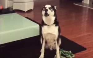 Husky Gets a Scolding From Mom, Throws “Oscar-Winning” Tantrum