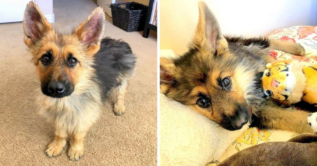 2-Year-Old German Shepherd With Dwarfism Still Looks Like A Puppy, Begs ...
