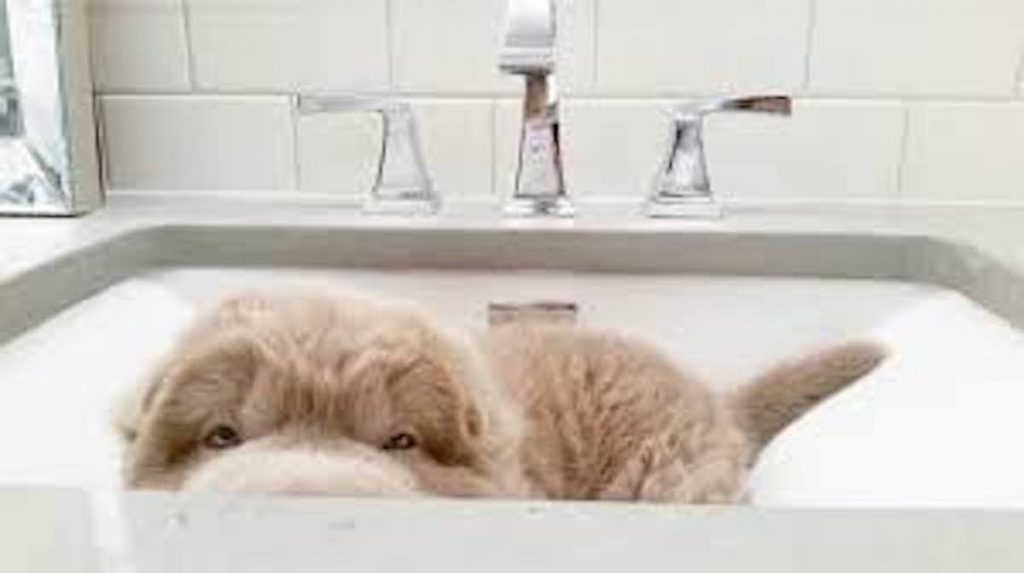 Bear-Coat Shar Pei Puppy Is The Most Adorable “Teddy Bear” Dog Ever