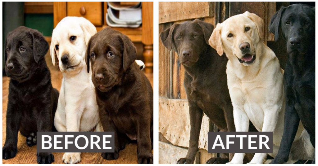 8 Heartwarming Before And After Photos Of Dogs Growing Up Together