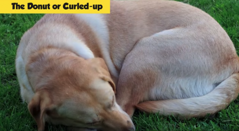 The Most Common Dog Sleeping Positions And What They Mean