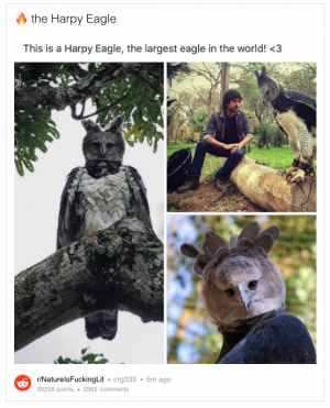 Harpy Eagle Is So Huge That People Often Mistake It For A “Human In ...