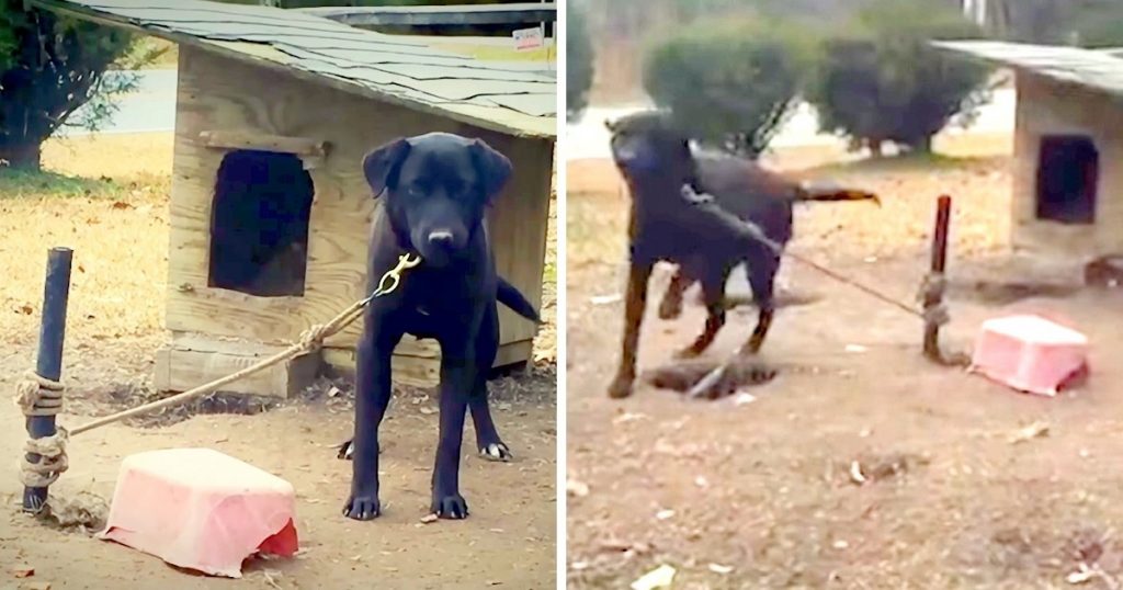 Dog Kept On Short Chain All His Life Cries All Day, Owners Say They Don ...