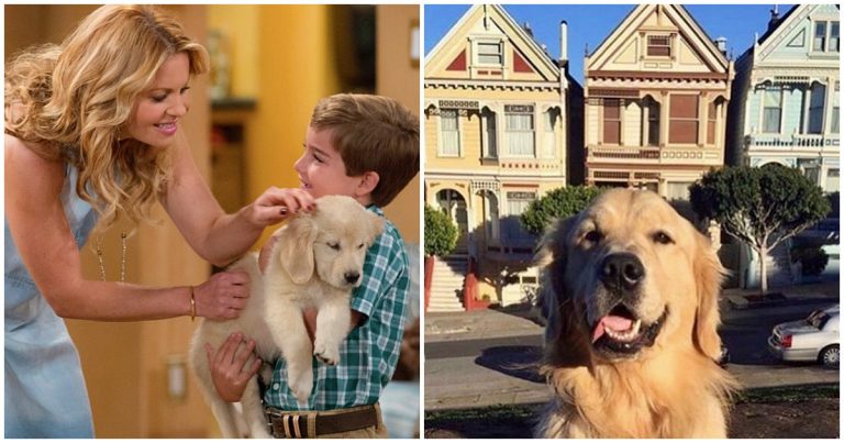 ‘Fuller House’ Cast Grieving After Dog Co-Star Cosmo Dies From Surgery ...