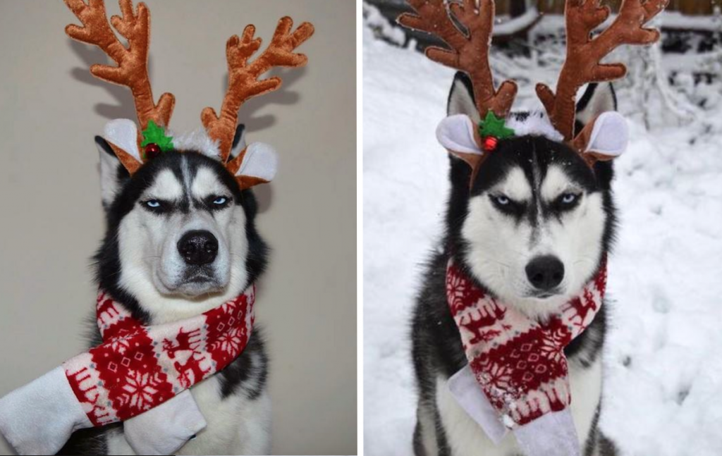 Unimpressed Husky Makes For Awkward Christmas Card Photo Shoot