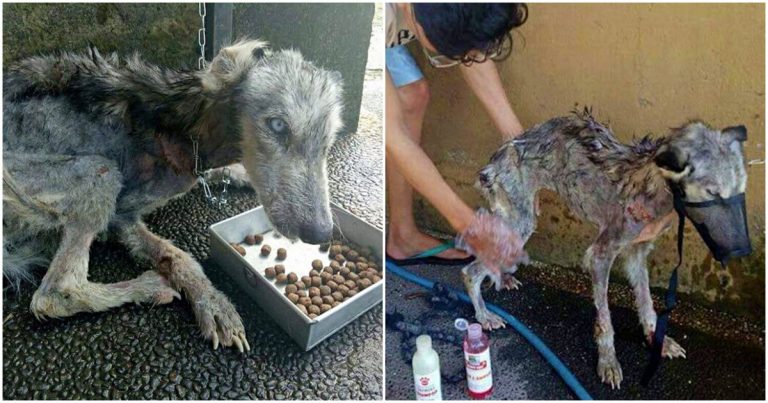 Man Rescued Dying Stray Husky And Transformed Her Into The “Most ...