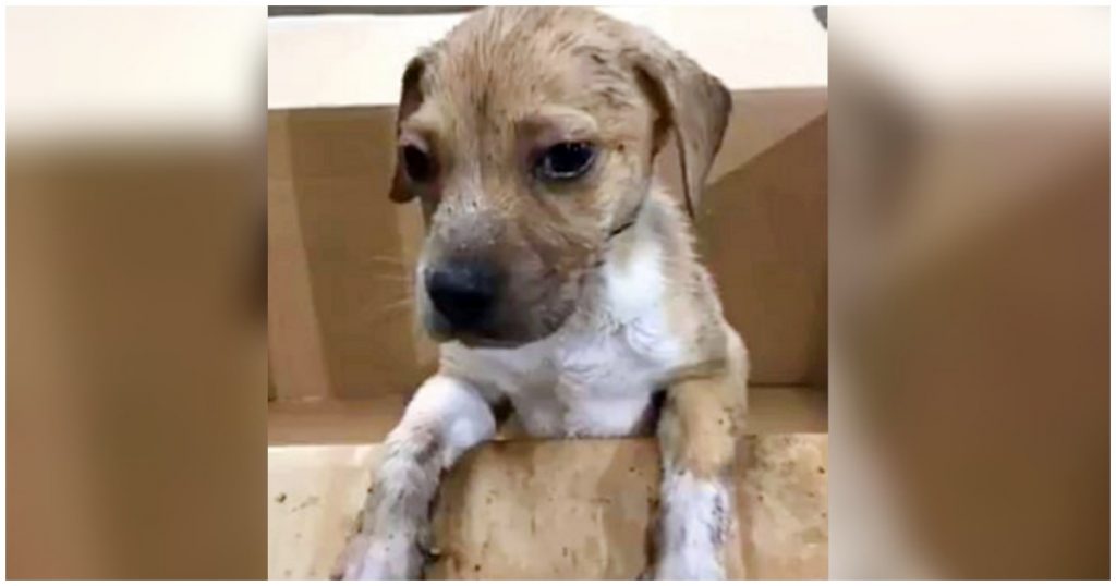 Workers Find Puppy In Trash Pile After He Somehow Survived The Compactor