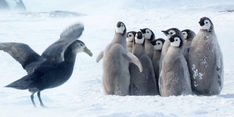 Penguin Chicks Scream In Terror As Giant Bird Attacks And A Hero Saved ...