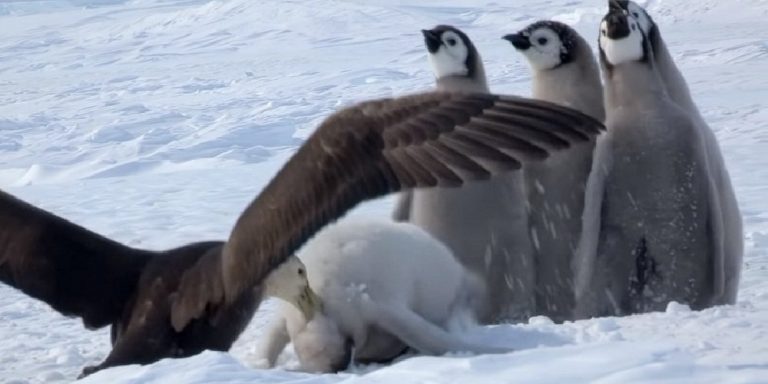 Penguin Chicks Scream In Terror As Giant Bird Attacks And A Hero Saved ...