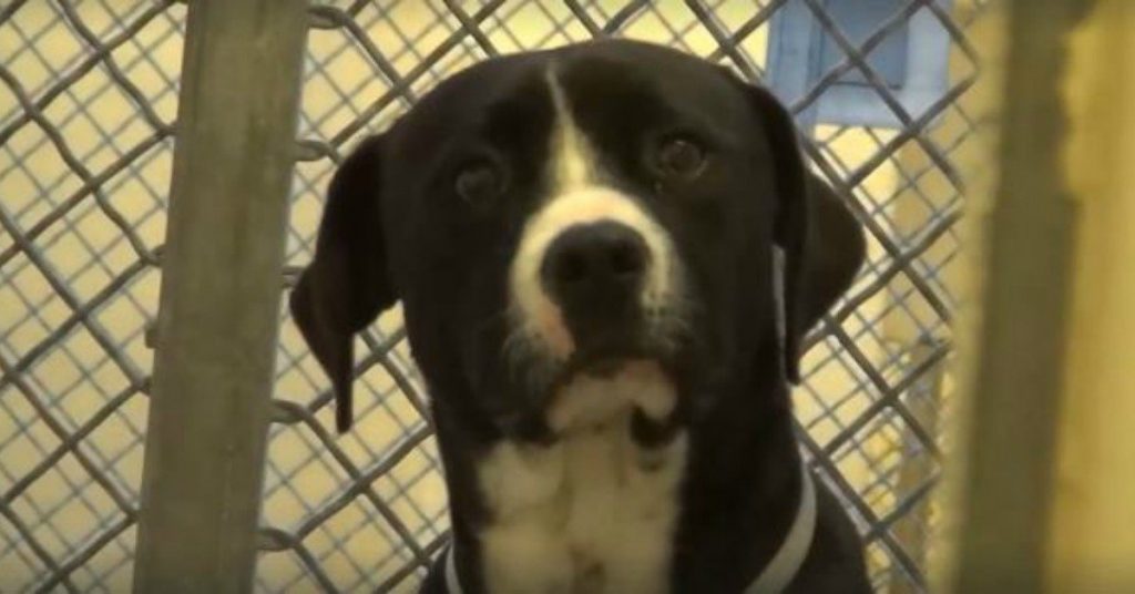 Death Row Dog ‘Freaked Out’ When He Realized He’s Being Adopted Into ...