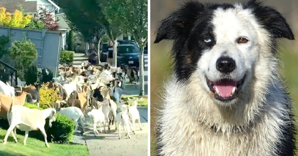 Hundreds Of Goats Escape Enclosure & Border Collie Called To Get Things ...