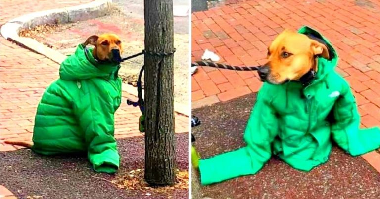 Woman Sees Dog Shivering In Cold Outside, Gives Her Own Coat To Keep ...