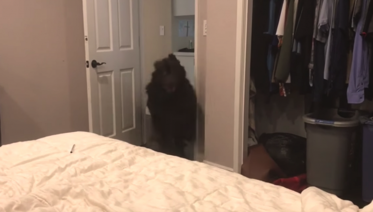 Giant Newfoundland Has One Last ‘Burst Of Energy’ Before Going To Bed ...