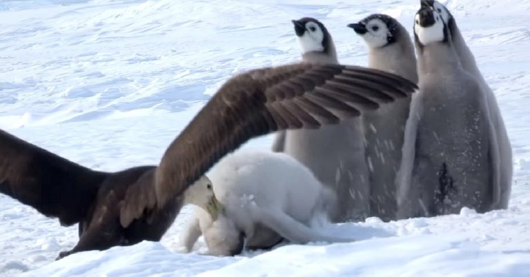 Penguin Chicks Scream In Terror As Giant Bird Attacks And A Hero Saved ...