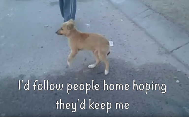Lonely Street Dog Tried Following People Home, But They’d Kick Him
