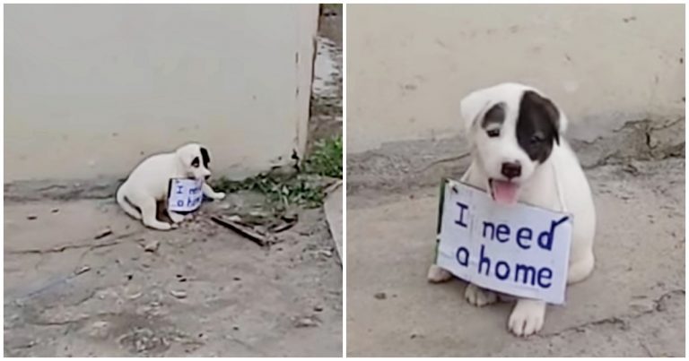 Vulnerable Puppy Alone On Vacant Street And Dragged A Sign Around His ...