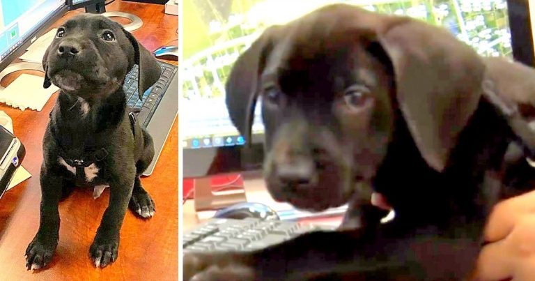 Rescue Puppy Volunteers As A Support Dog For Highly Stressed 911 ...