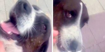 Dad Finds Missing Dog On The Streets After 3-Years And Had The Sweetest ...