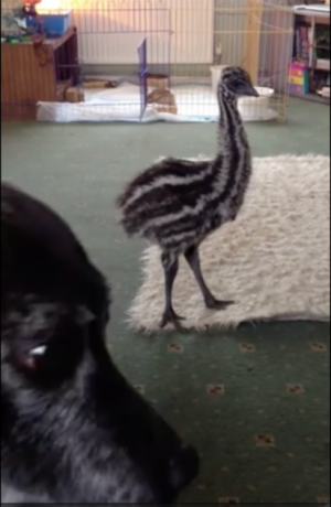 Baby Emu ‘Lost-It’ When The Dog Walked Into The Room For The First Time