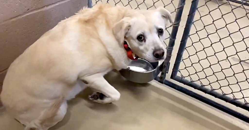Terrified Lab Is Left Shaking In Her Kennel After Family Dumped Her At ...