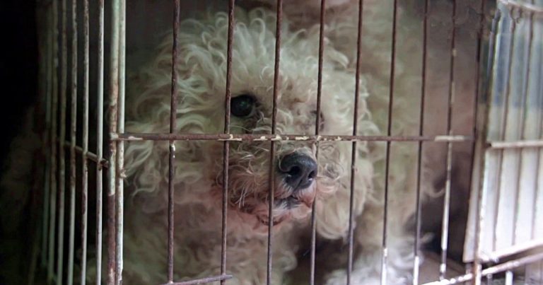 Poodles Locked In Cages 24/7, Their Eyes Expressed ‘True Joy’ When ...