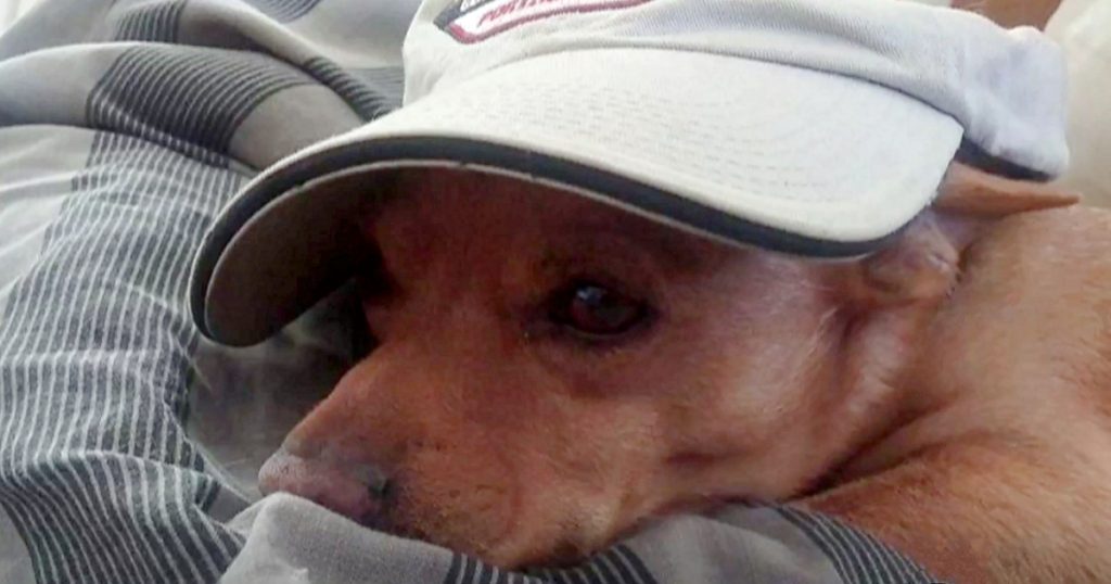 Dog-Sitter Gave Man’s Pups To Shelter Without Him Knowing & Shelter ...