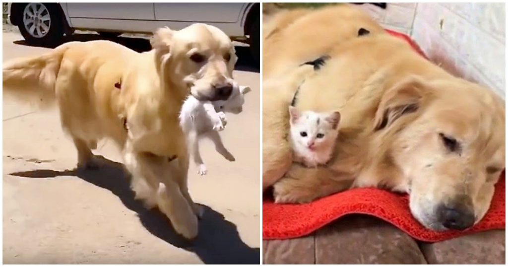 Golden Finds Struggling Stray Kitten, Carries Him Home & Becomes His ...
