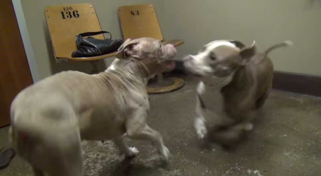 Two Abused Pit Bulls Can’t Stop Dancing After Being Rescued