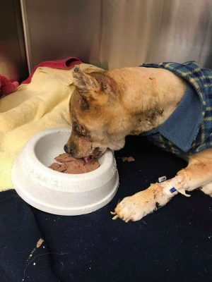 Vet Sleeps In Dog’s Kennel To Comfort Him After He Was Severely Burned ...