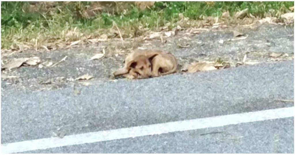 Wounded Stray Too Frail To Forage For Food, Laid Down On Roadside & Gave Up