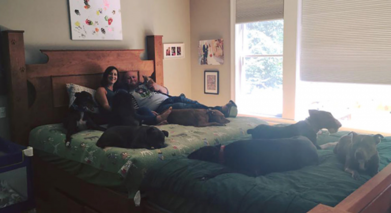 Couple Builds ‘Megabed’ So They Can Have Room For All 8 Rescue Dogs