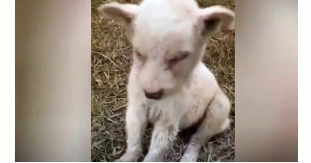 Despondent Baby Ravaged By Parasites Fought To Stay Awake On Roadside
