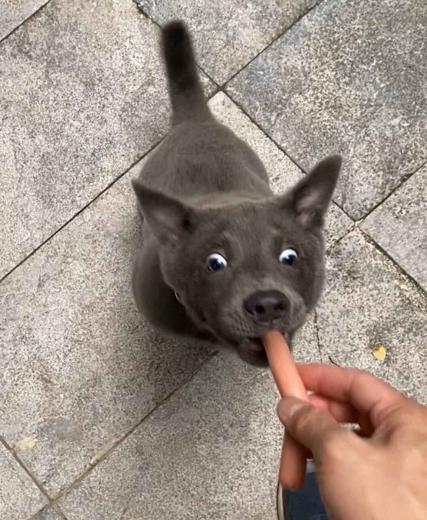 People Just Can’t Handle This Adorable Cat-Dog Hybrid Lookalike Puppy