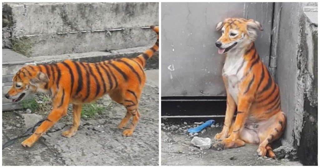 Stray Dog Painted To Look Like A Tiger Is Set Loose On Dangerous Streets