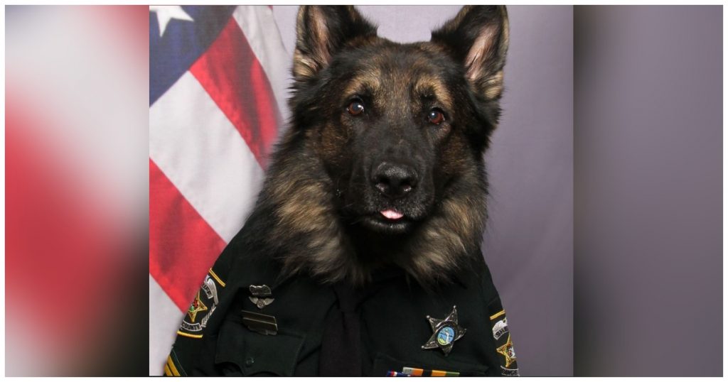 Police K9 Corporal Chico Poses In Official Uniform For ID Badge Photo Shoot