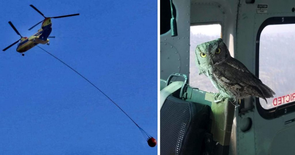 Owl Flies Inside Helicopter To Thank Pilot For Fighting California Wildfire