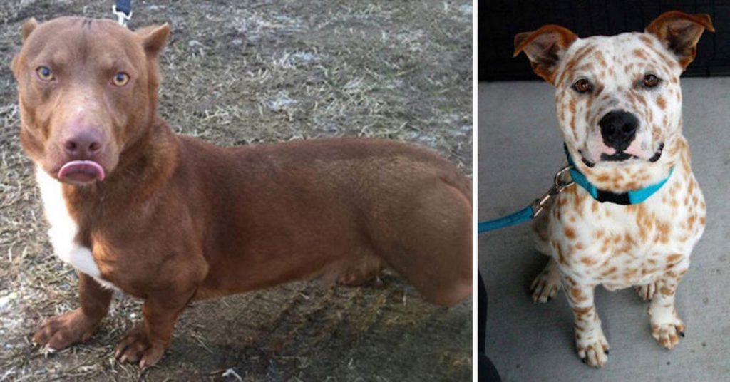 20 UNREAL Pit Bull Cross Breeds You’ve Got To See To Believe